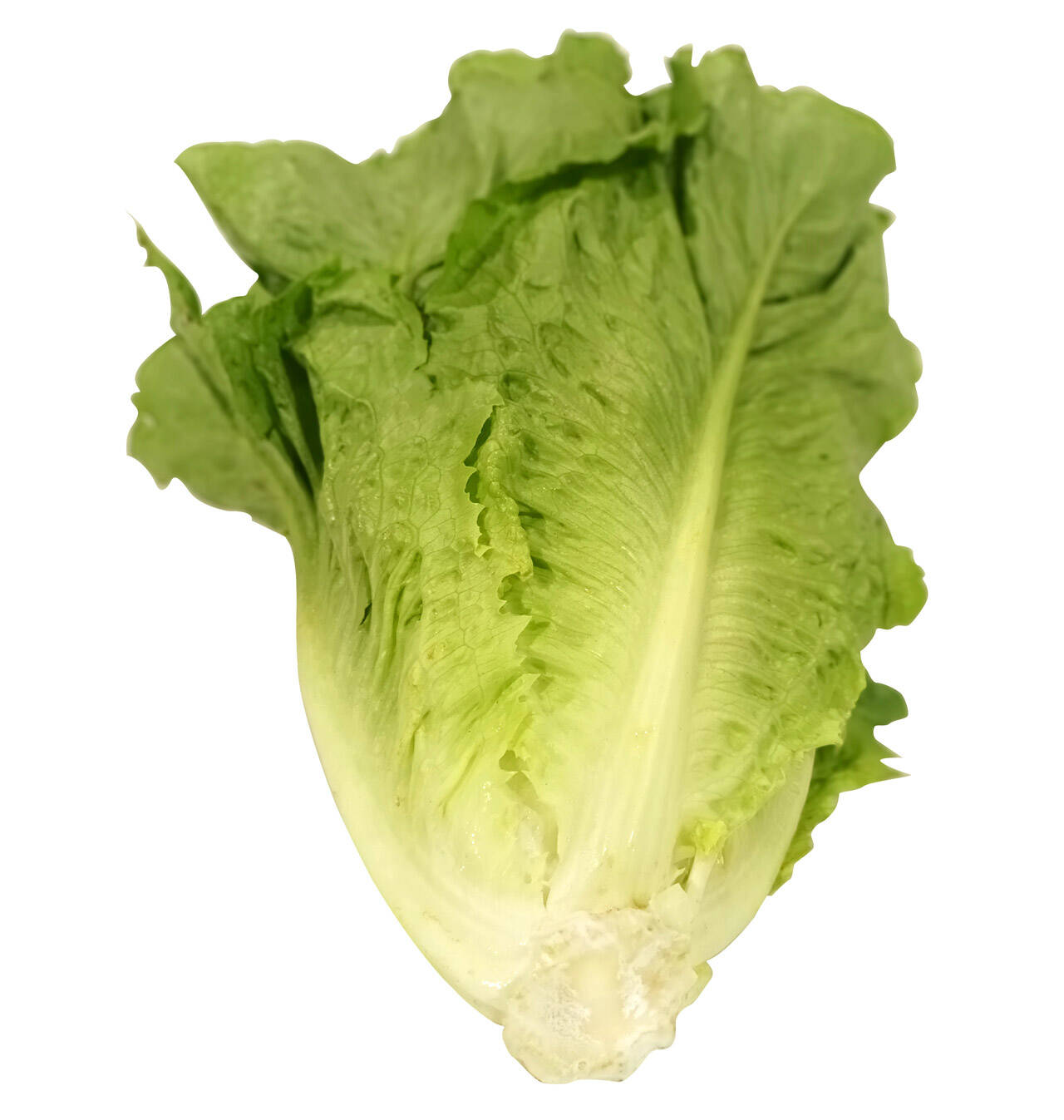 Comprar LECHUGA LARGA 1 UNI | Verduras y hortalizas en Condisline